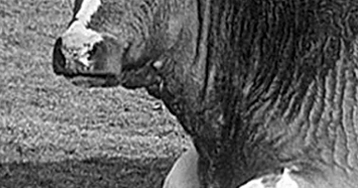 Georges Rey – Artworks