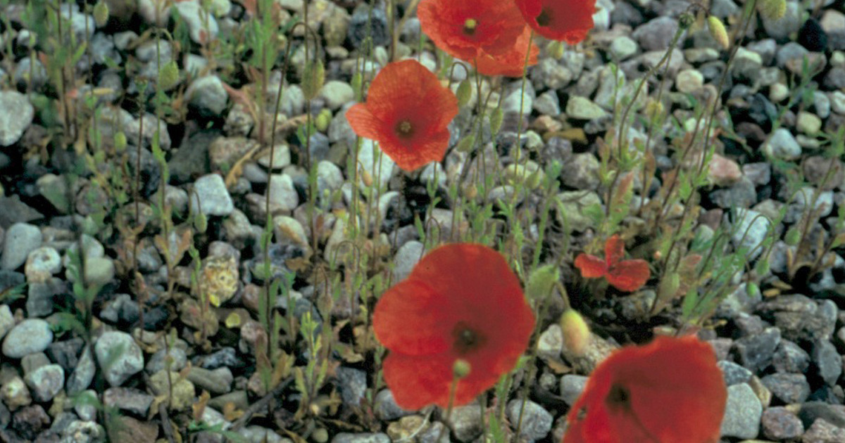 Das Mohnfeld am Potsdamer Platz – Jan Kopp