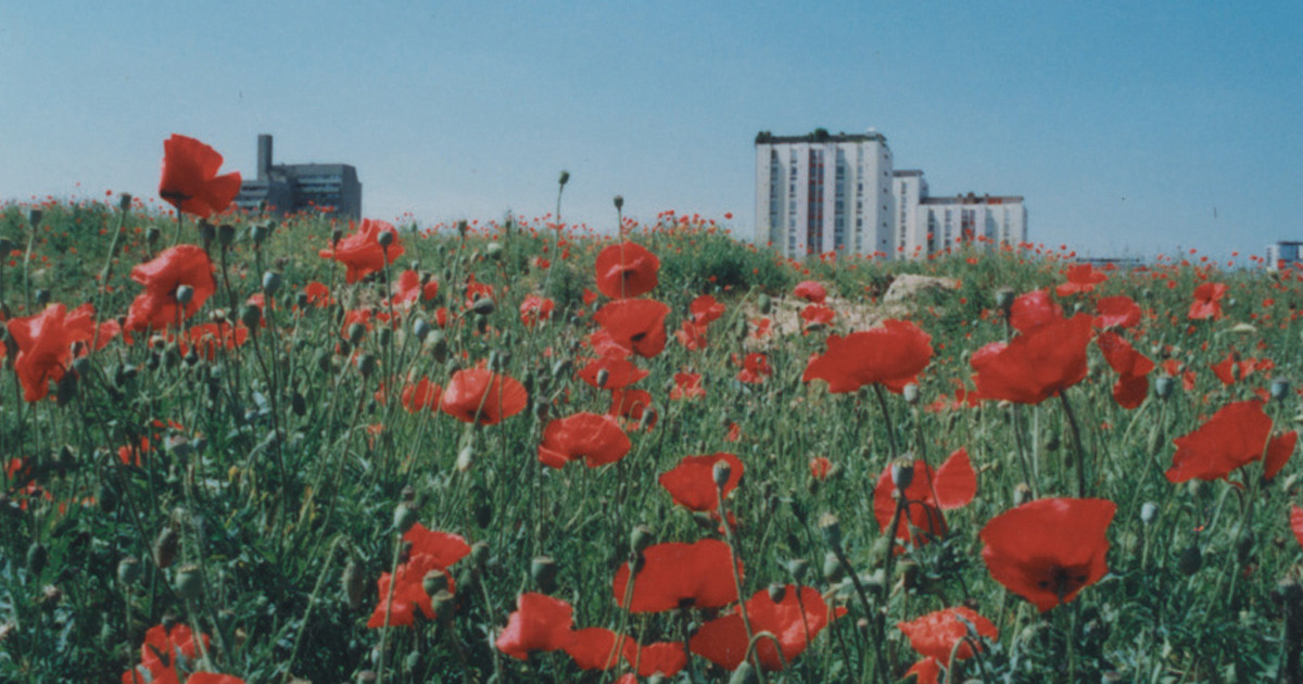 La butte aux coquelicots – Jan Kopp